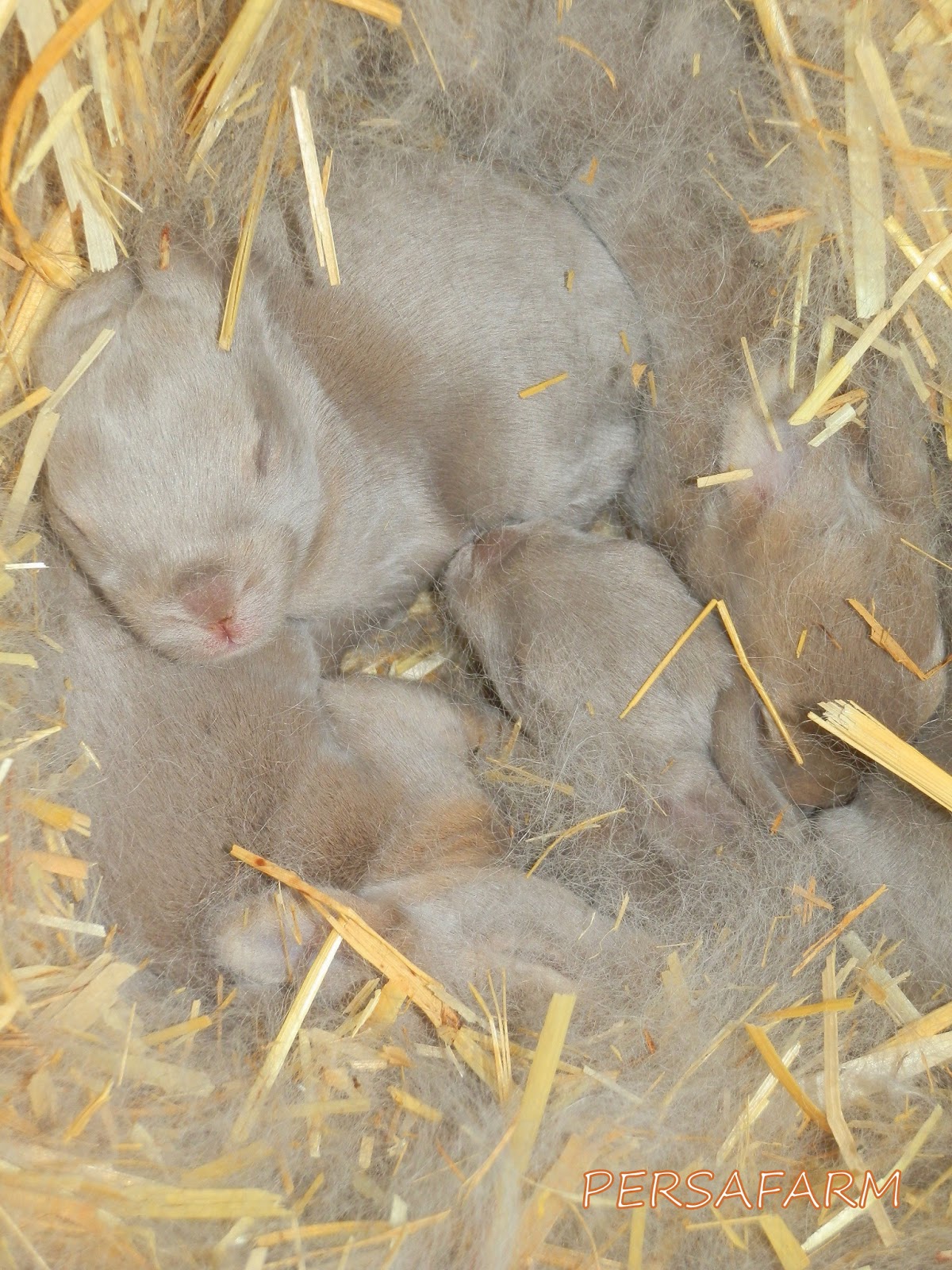PERSAFARM: Tarde gris, conejos grises