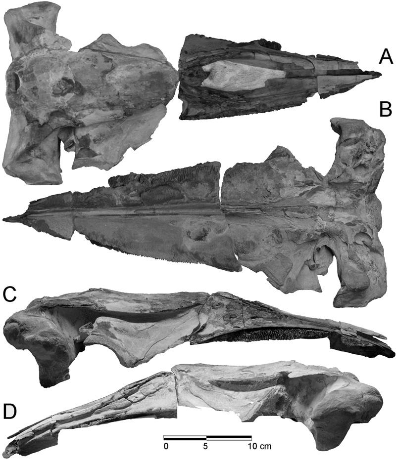 Species New to Science: [Cetology • 2012] Miocaperea pulchra ...