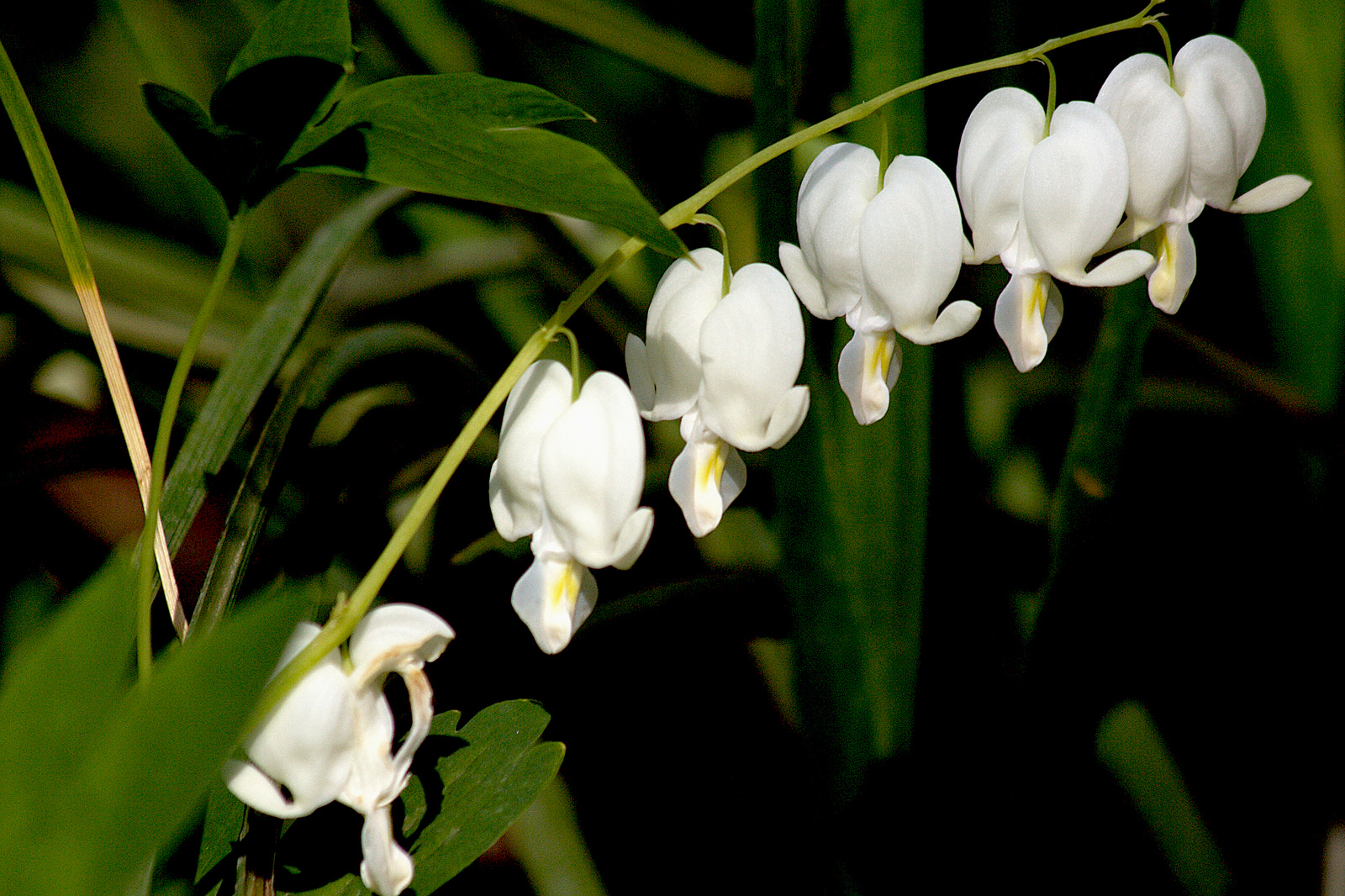 Real Monstrosities: Bleeding Heart