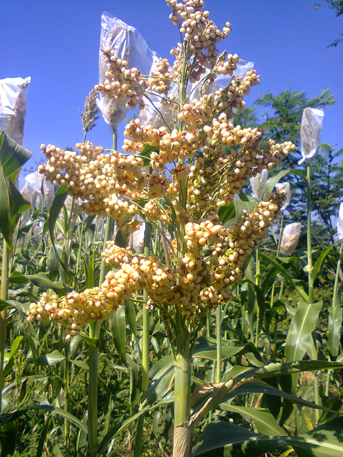 Dunia Peternakan Sapi: Jenis-Jenis Sorgum