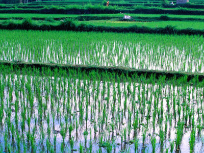 Wet Rice Cultivation