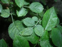 Herbario de Mis Hojas: Hoja de Rosa