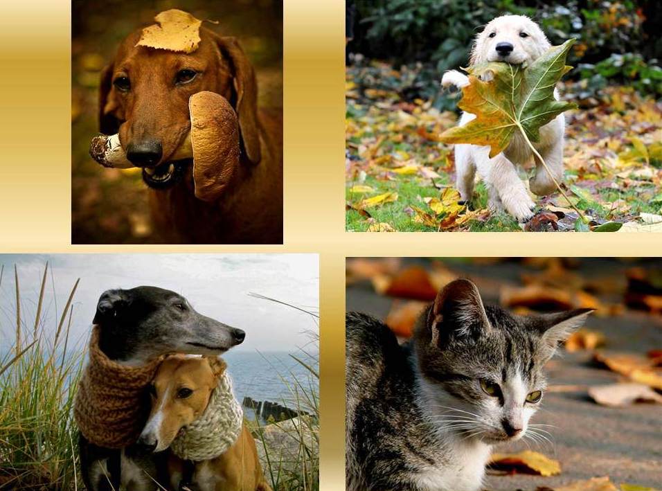 MIS QUERIDOS CUADERNOS: LAS HOJAS DEL OTOÑO.