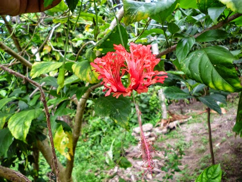 Japanese Lantern - Sapaththu Mal | SL Flora