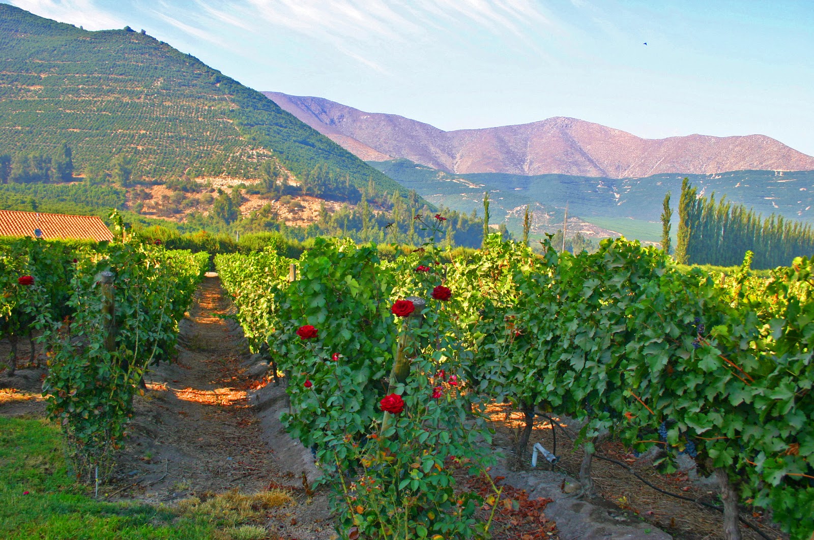 Chili Country Produces at Josephine Blumberg blog