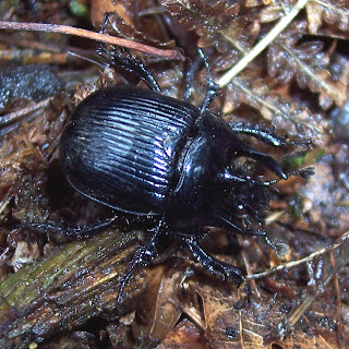 Bedfordshire's flora and fauna online: Black beetle duo