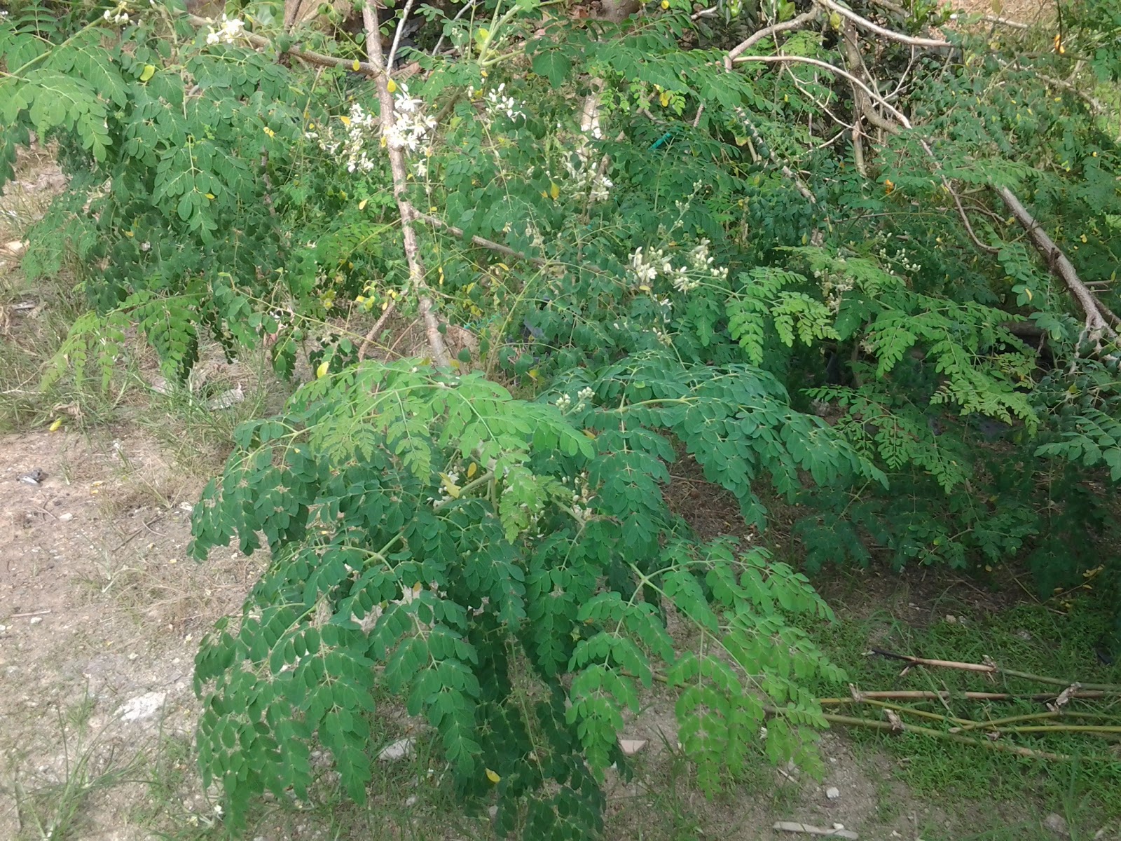 Moringa oleifera | My Mix Garden
