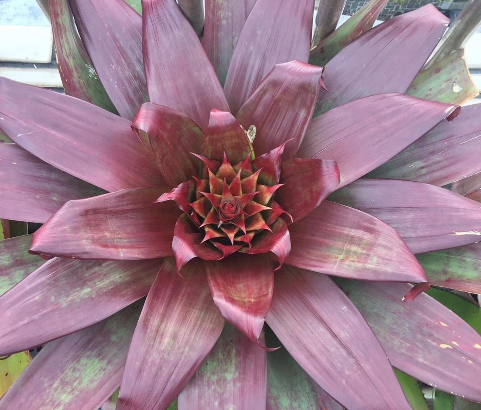 Johnson's bromeliads & falconry: Alcantarea Merlot (imperialis rubra X ...