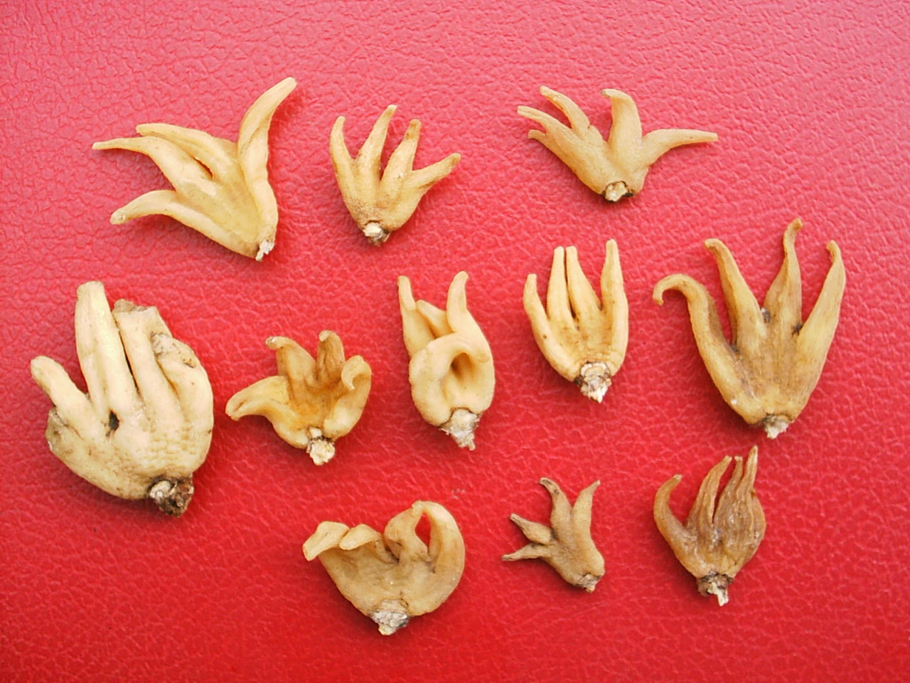 Dawat e Rohaniat ~*~ دعوتِ روحانیت: The Sacred Roots