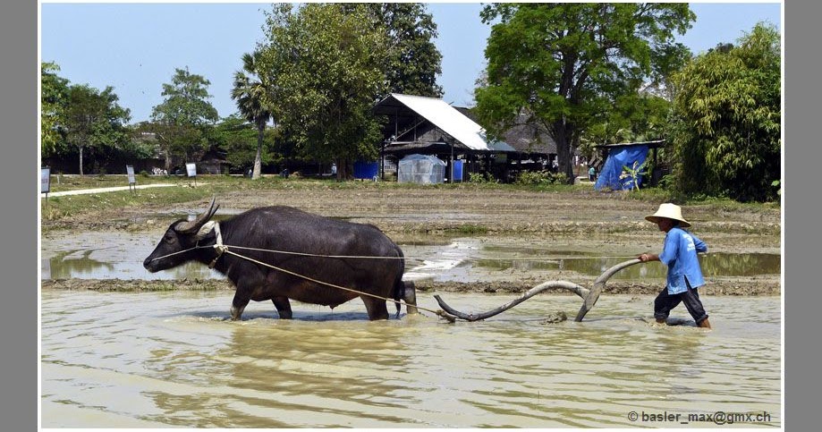 Basler Max: Foto-Galerie "Thailand": Reisanbau in Thailand