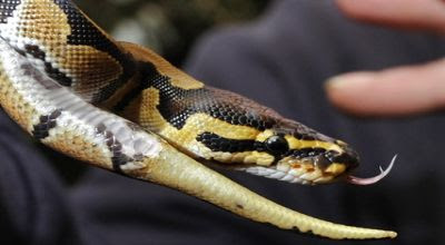 HEWAN KESAYANGAN: Cara Merawat Ular Pyton