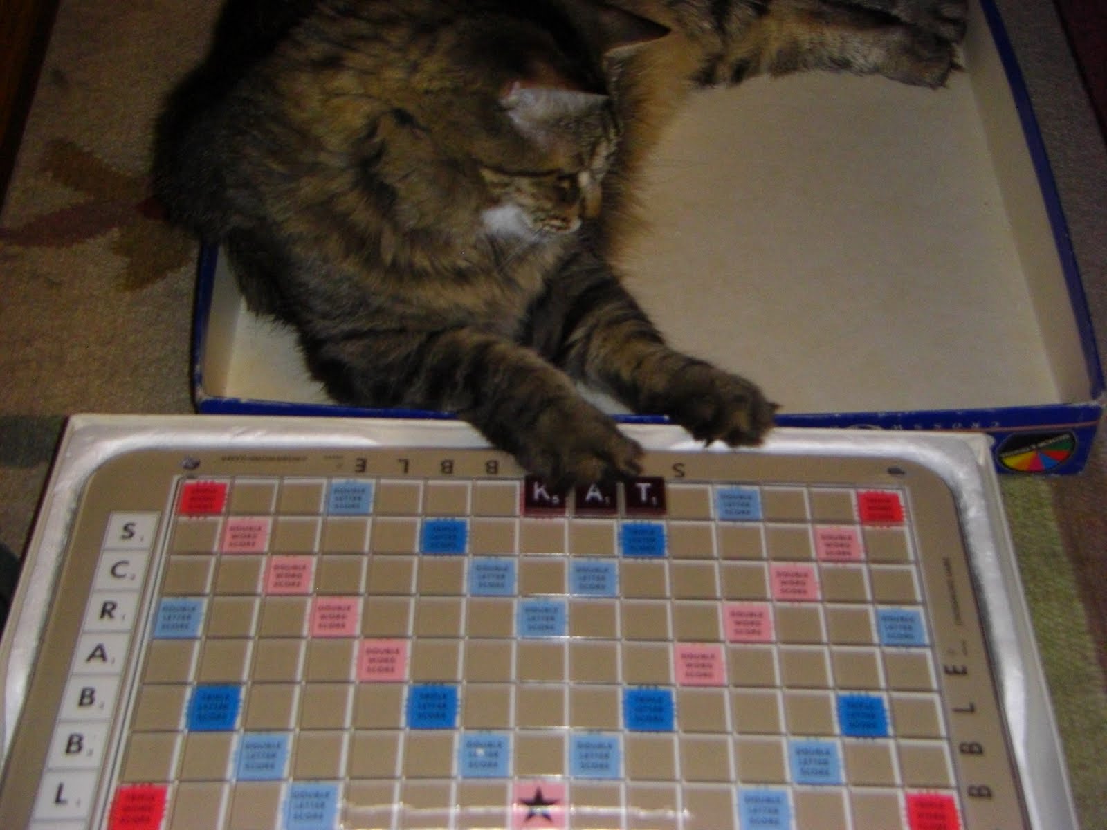 Jeff's Daily Picture: Scrabble Cat