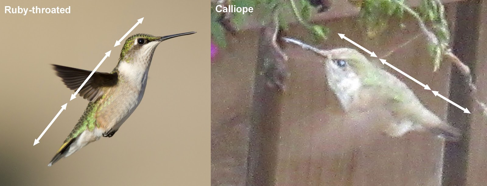 Alix Arthur d'Entremont: Nova Scotia's Second Calliope Hummingbird