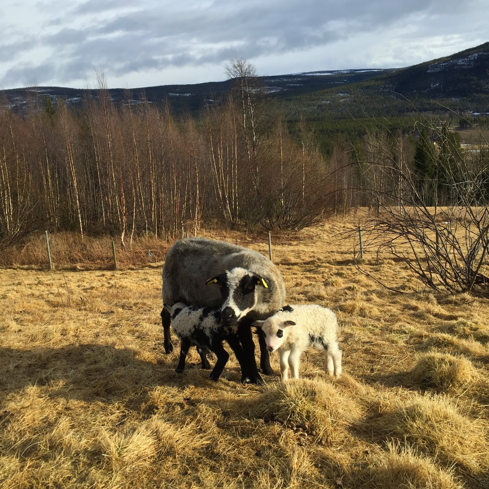 Lykkesau - Om sau, ull og livskvalitet: Navn på nye lam: Kose og Kluten