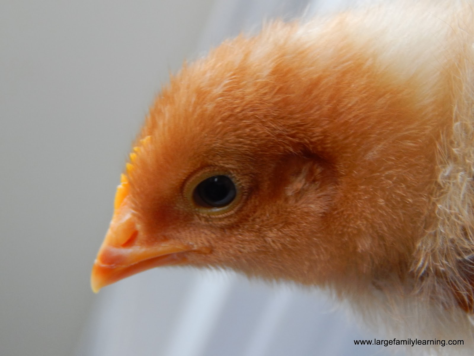 Large Family Learning : Raising Baby Chicks: 2 Weeks Old (Part 1)