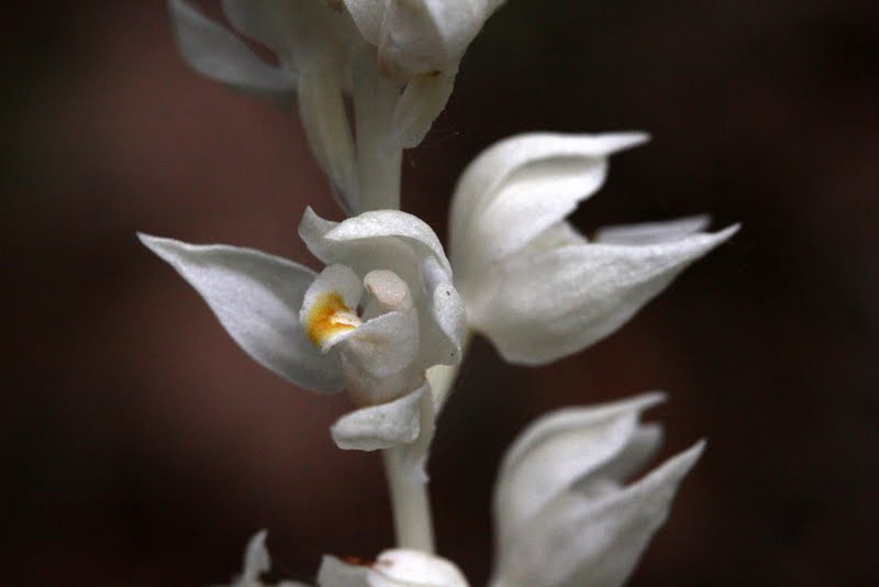 Native Orchids of the Pacific Northwest and the Canadian Rockies (and ...