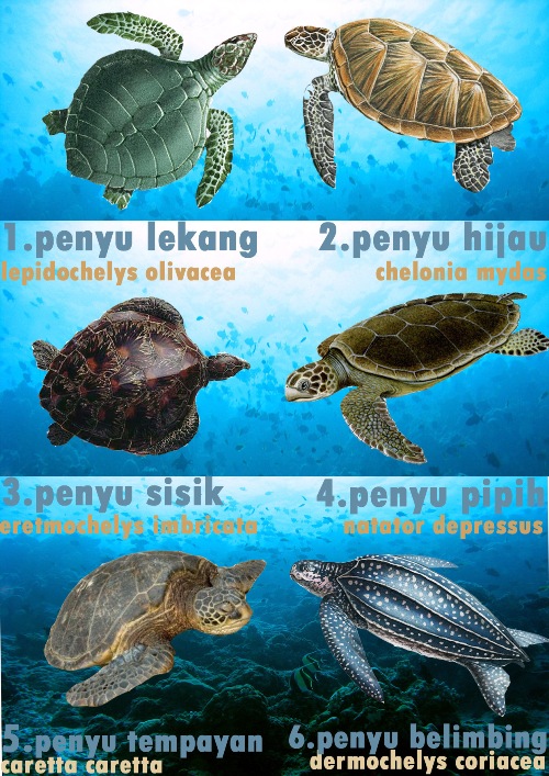 Catatan Kecil Ega: Ciri - Ciri Biologis Penyu