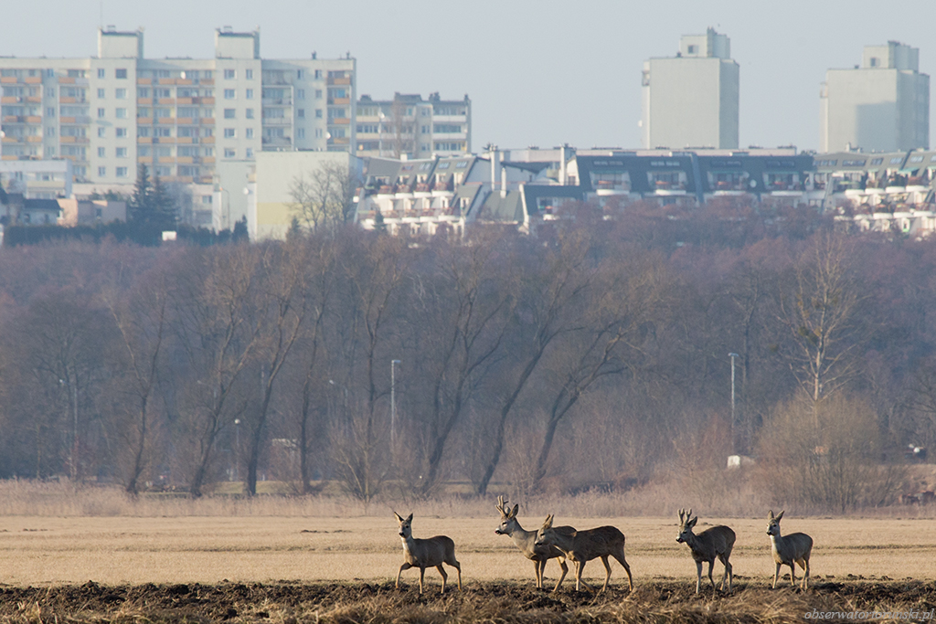 Obserwator Toruński: Dzikie sarny (1777)