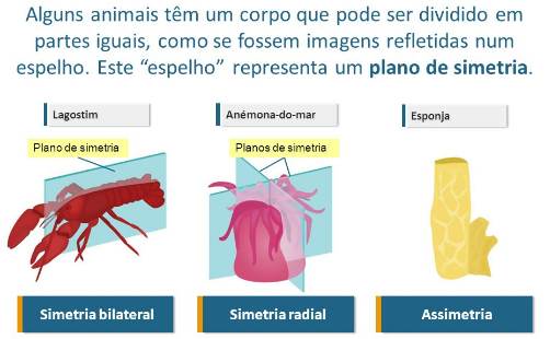 Bio e Ciências!: REINO ANIMAL