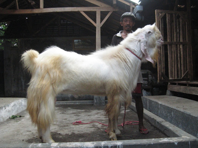 16 Jenis-Jenis Kambing di Dunia - Berhasil Ternak Kambing