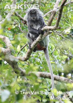 Laberinto en extinción: Langur de Germán (Trachypithecus germaini)