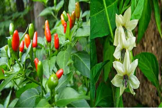 capsicum frutescens medicinal uses