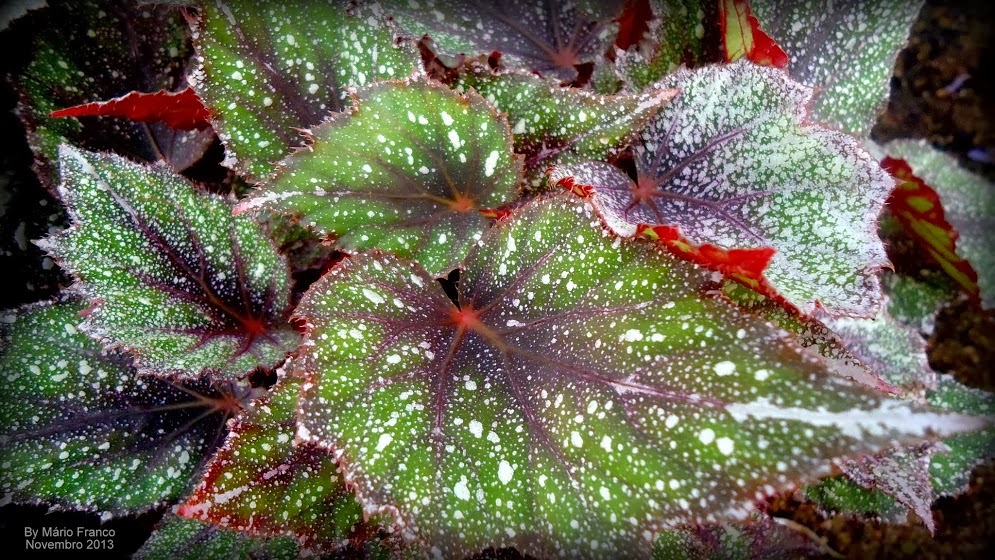 Meu Cantinho Verde: BEGONIA REX PUTZ