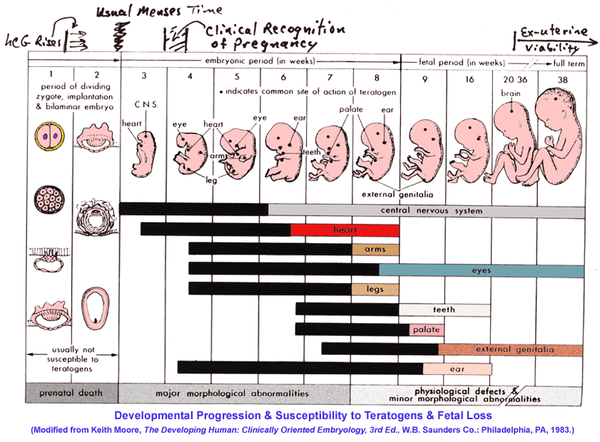 Pembentukan Organ (Organogenesis) ~ #AFAF | Annisa Fatinah Aila Farihah