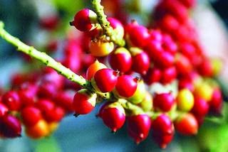 Manfaat Akar Pohon Pinang | CAMPERNIK