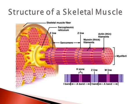 Ison Human Biology: Module 8 Notes: Muscular System