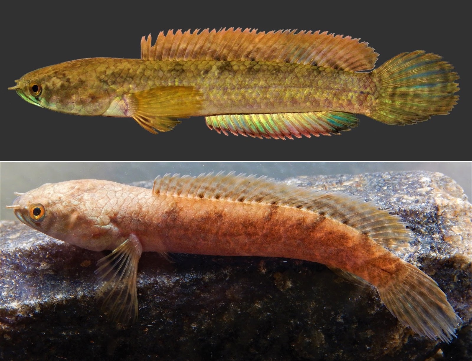 Species New to Science: [Ichthyology • 2019] Channa lipor • A New ...