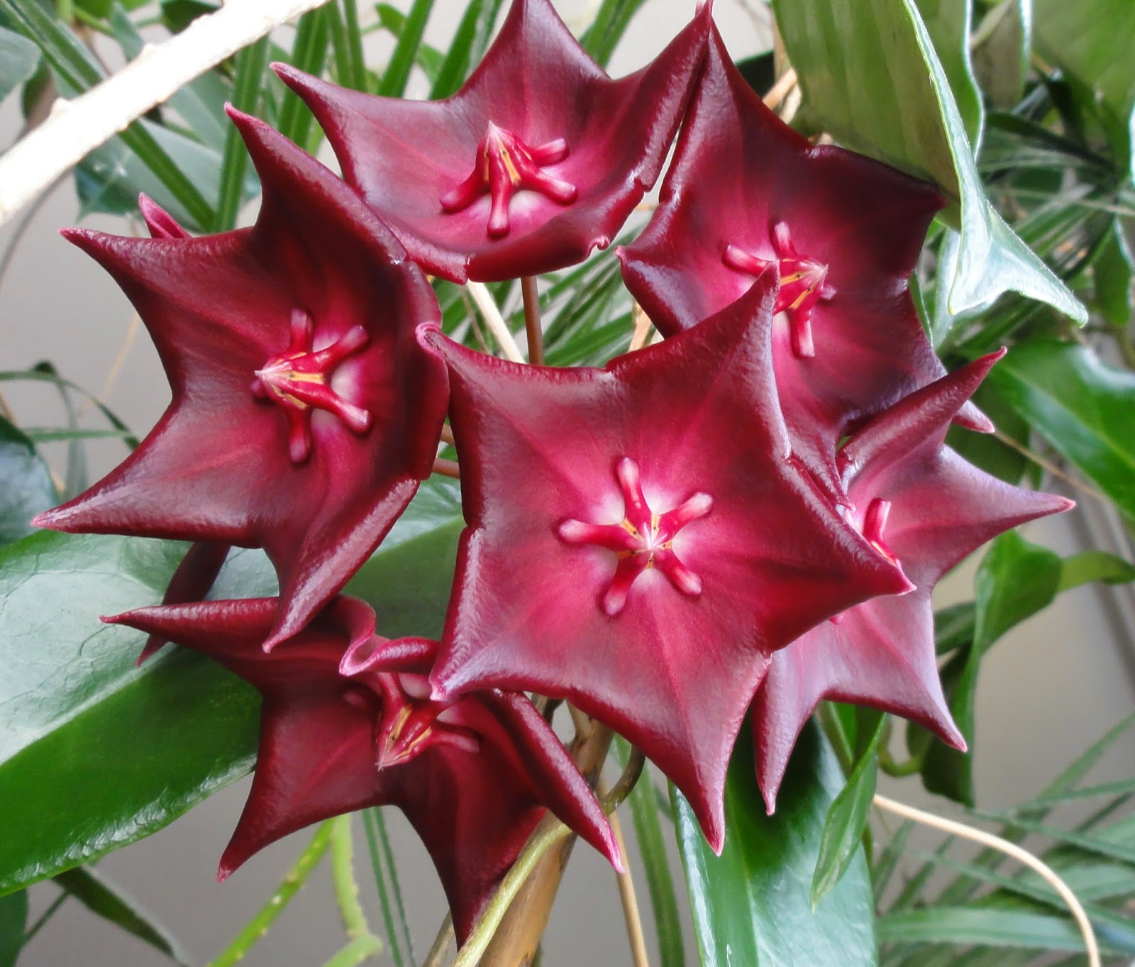 Tillandsia za okny: Hoya macgillivrayi