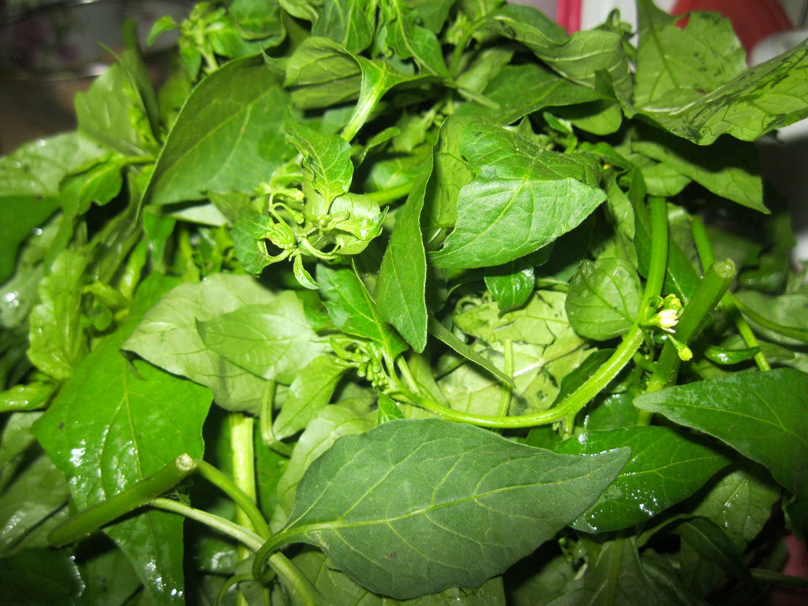 Dari Dapur Maklong: Pucuk Meranti Masak Lemak