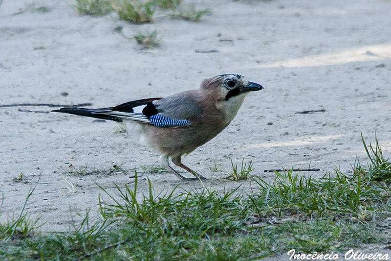 Birds of Portugal: Gaio / Eurasian Jay / Garrulus glandarius