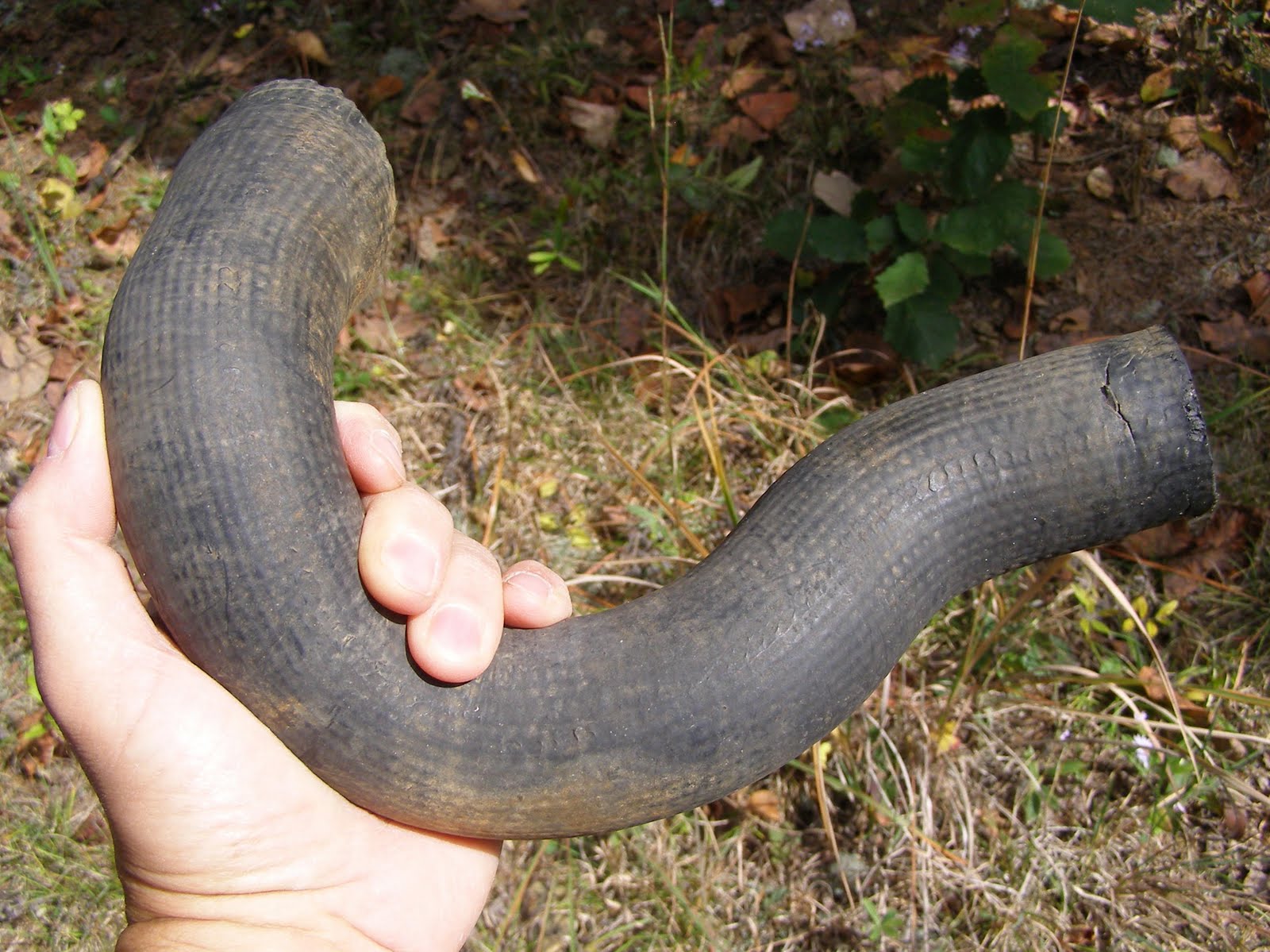 Blue Jay Barrens: Giant Black Snake
