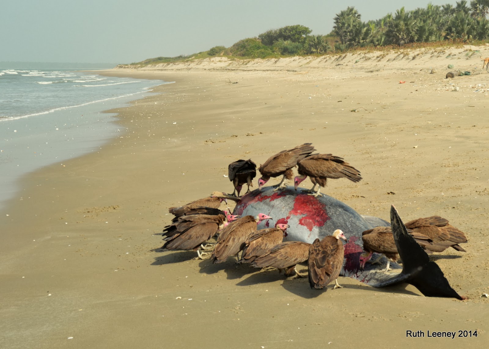 West Africa Cetaceans: Notes from The Gambia - strandings & sightings