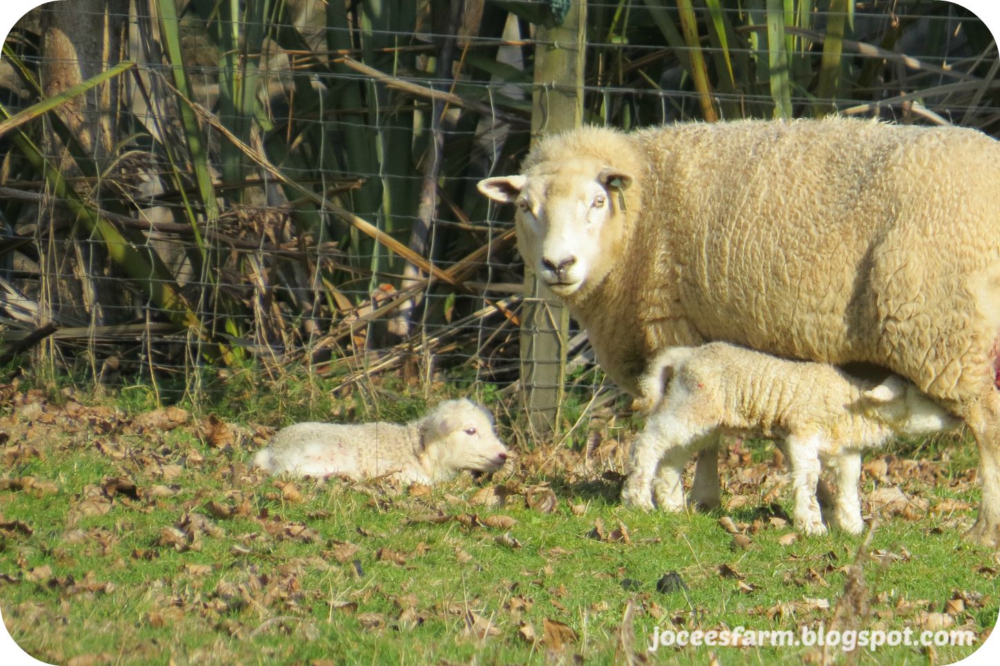 Jocees Farm: Lambing Time 2015