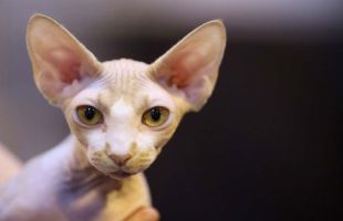 Mengenal Kucing Sphynx, Ras Kucing Tanpa Bulu yang Ramah Manusia