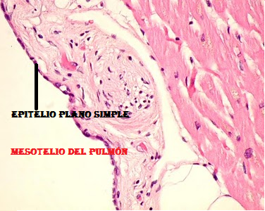 PLACAS HISTOLÓGICAS: diciembre 2011