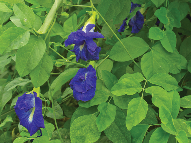 Jenis Tanaman Obat Keluarga Dan Manfaatnya | SD Negeri 4 Gemaharjo