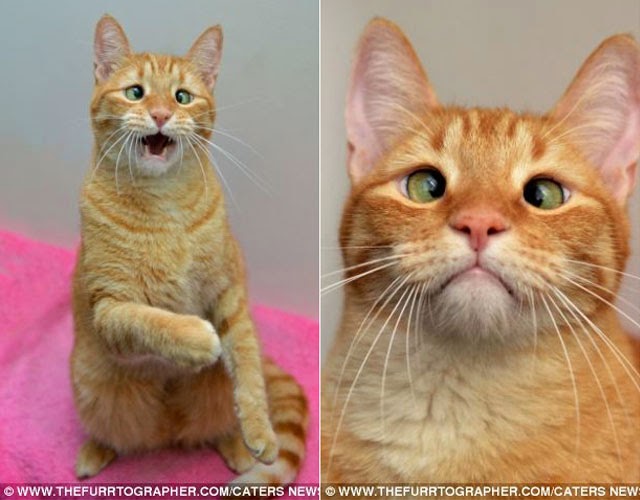 El gato bizco que nadie quiere adoptar. | Sitio Curioso