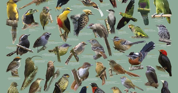 Aves da Mata Atlantica: Segundo volume do Poster das Aves da Floresta ...