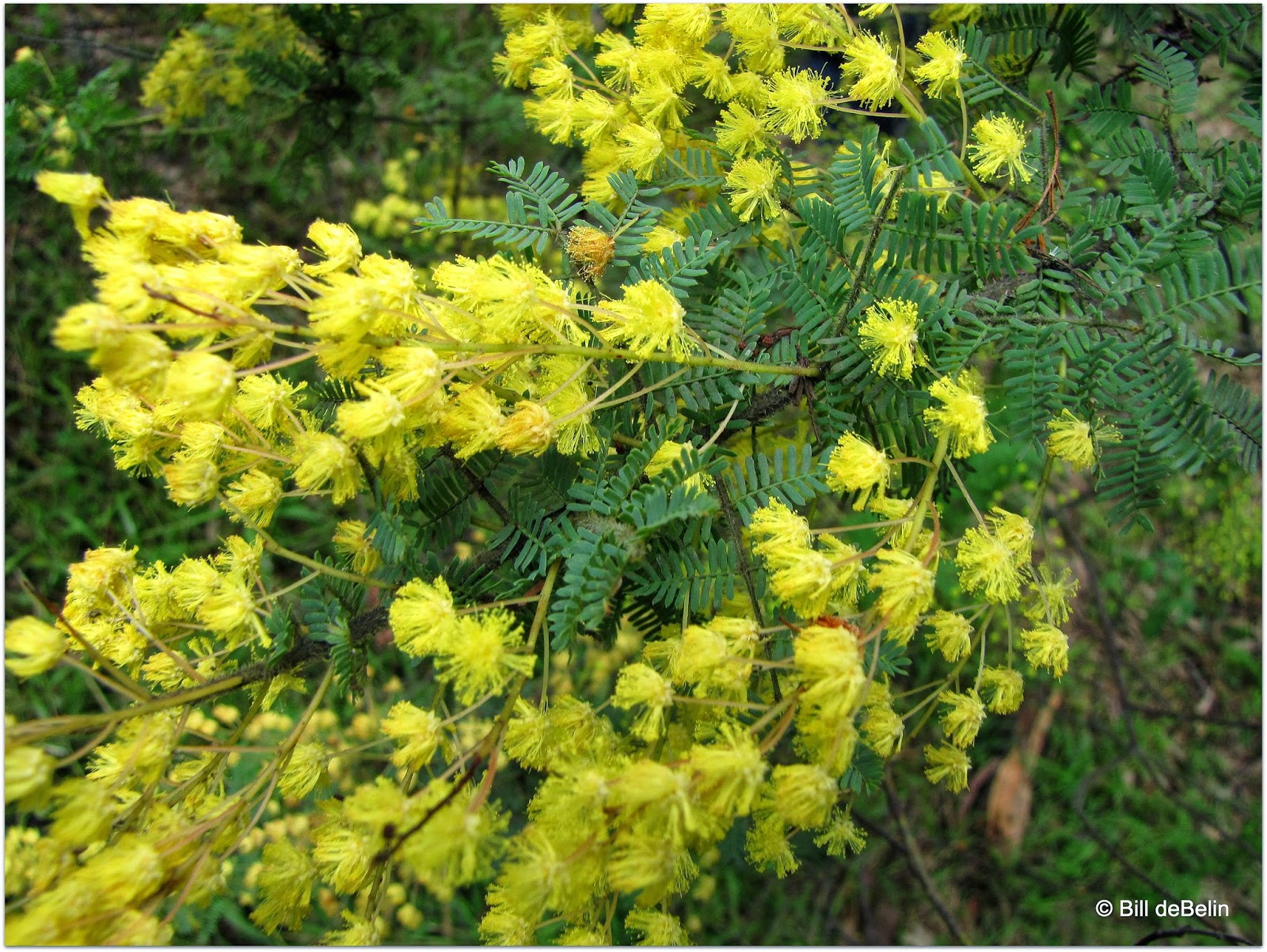 Sydney's Wildflowers and Native Plants: Acacia pubescens - Downy Wattle.
