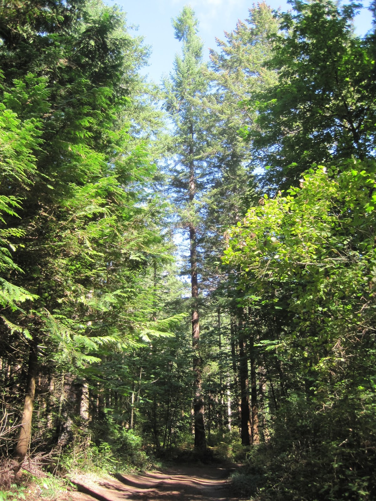 GollyGeeGosh: Hornby 2016 - Day 3 - Halliwell Park Tree Canopy