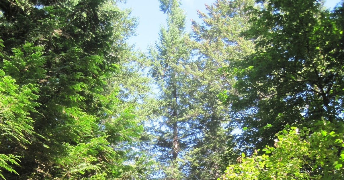 GollyGeeGosh: Hornby 2016 - Day 3 - Halliwell Park Tree Canopy