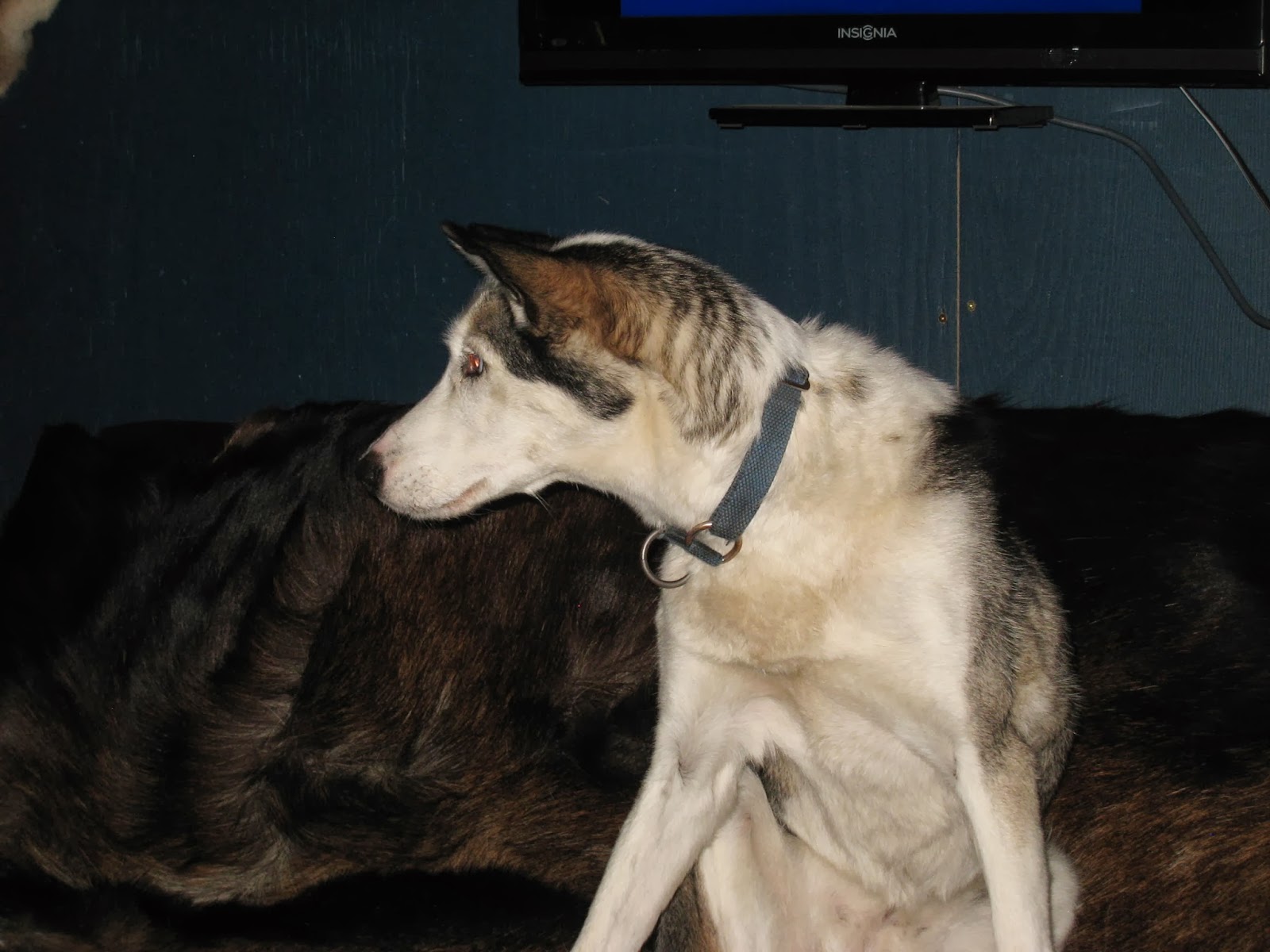 Travels with Hellen: A Metis Dog Musher