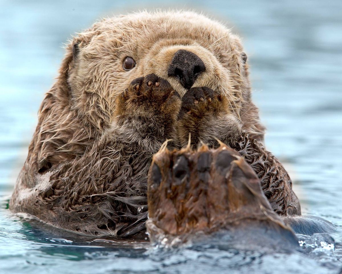 Funny animals of the week - 19 August 2013 (30 pics) | Amazing Creatures