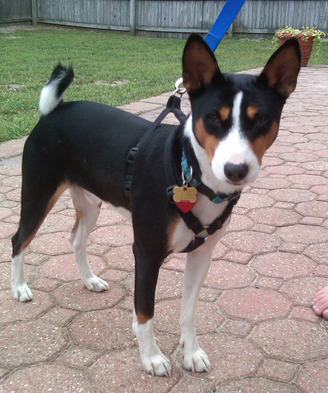 Basenji Rescue and Transport Blog: A message from the Board: Keeping ...
