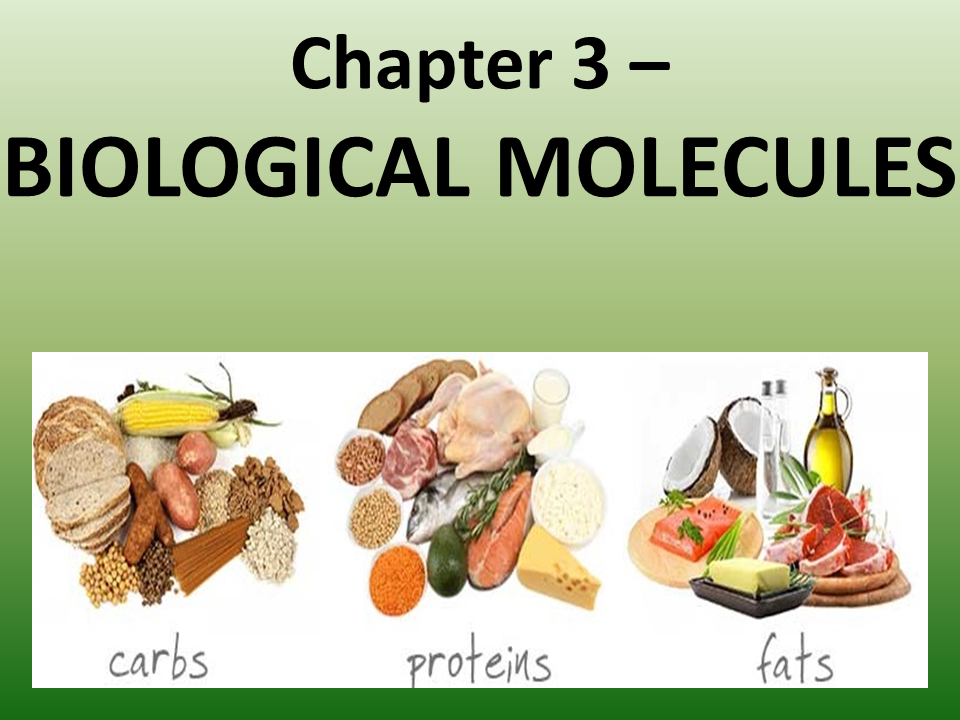 Grade 11: Chapter 3 - BIOLOGICAL MOLECULES