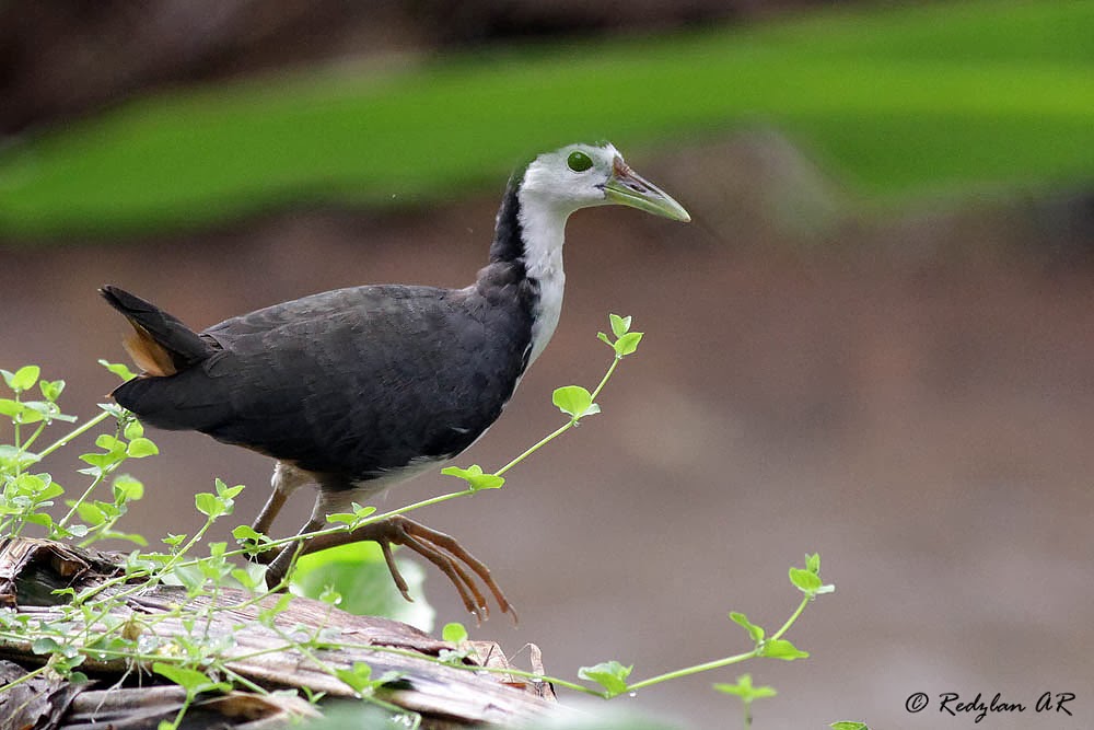 Free Download Suara Burung Wak Wak - futurelasopa